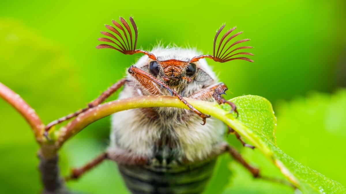 Brits complaining their homes are being invaded by these giant flying ...