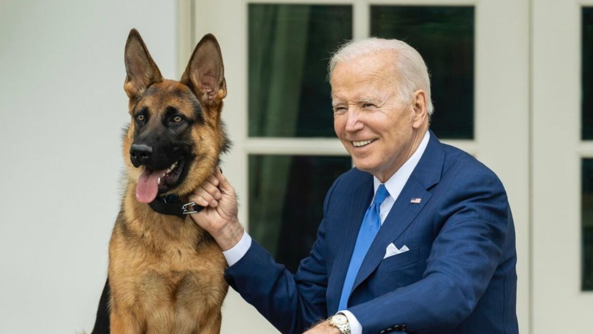 Joe Biden’s dog causing White House havoc - the president may have to ...