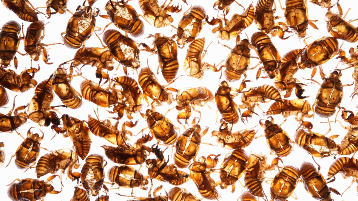 Billions of cicadas are emerging in the US, here's what to know about ...