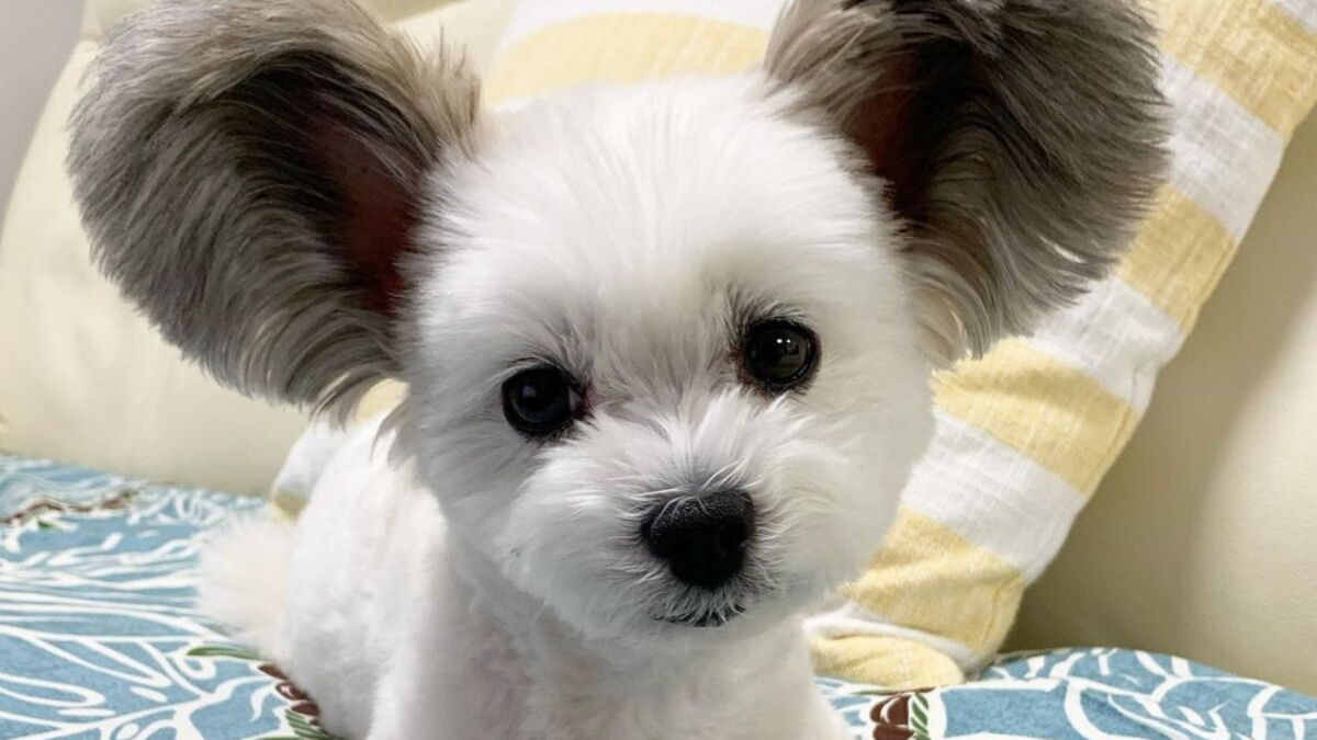 The Internet is falling for this adorable dog with Mickey Mouse ears