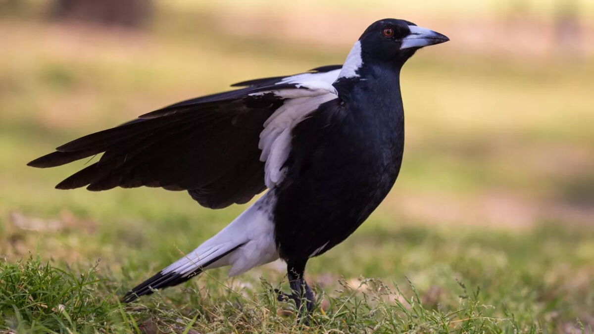 Warning issued about magpie swooping season after man gets pecked in ...