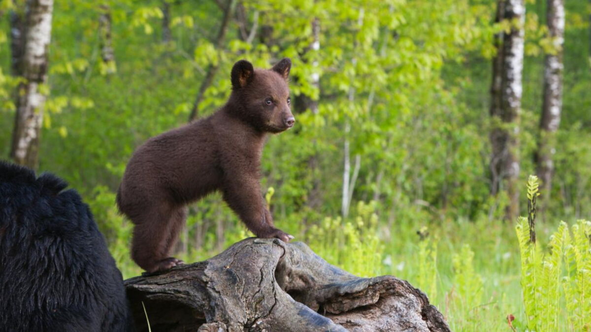 This photographer's pictures of bear cubs went viral