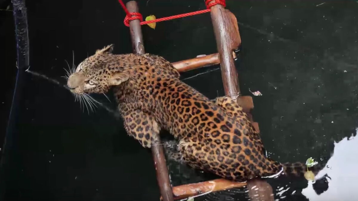 Brave Villagers Save a Leopard From Drowning in a Dramatic Rescue