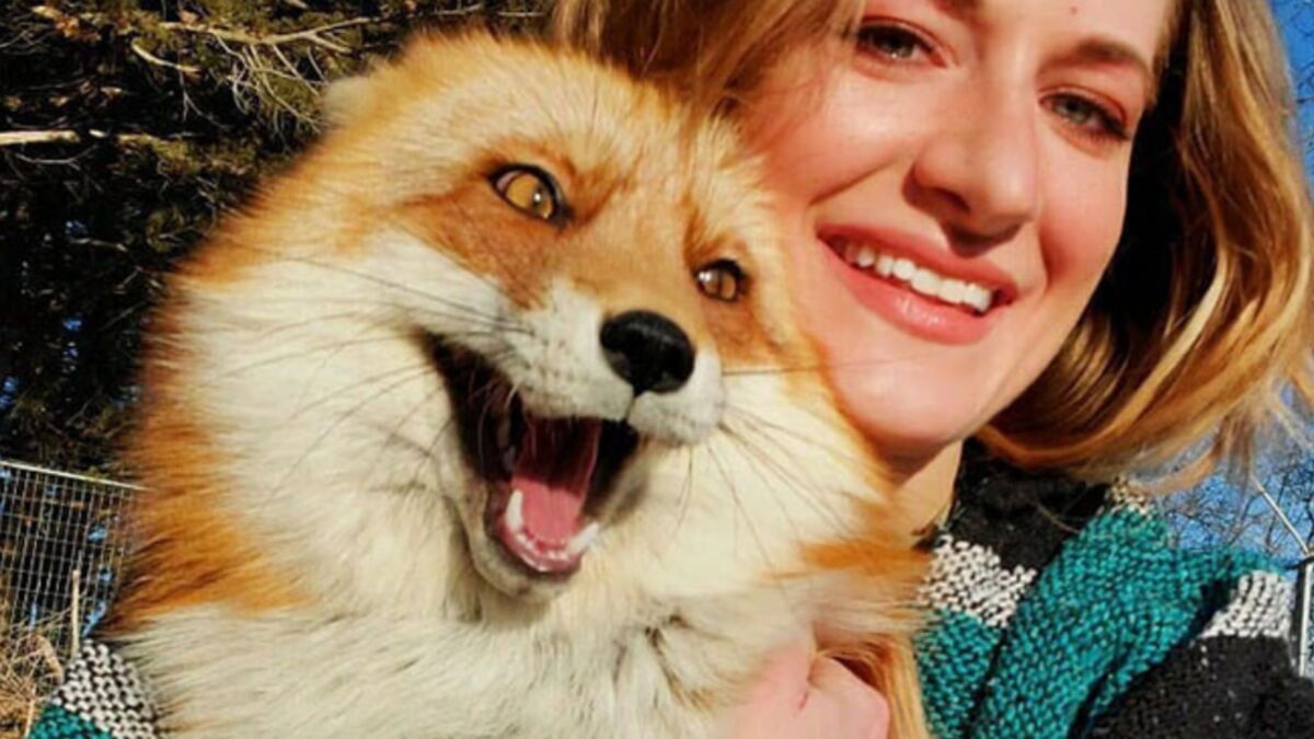This Cheeky Fox Will Leave You in Stitches as She Steals a Woman's Phone