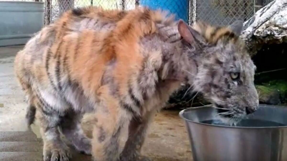 This baby tiger was finally rescued from the circus and her ...