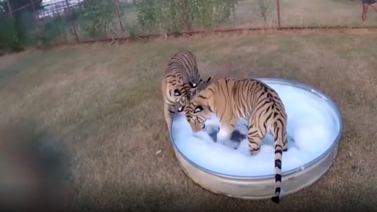 Rescued tigers have the most adorable reaction when their saviour gives ...