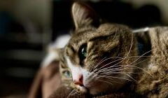 These are the secret messages behind your cat’s 5 sleeping positions