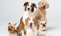 Here are the 5 most peaceful dog breeds