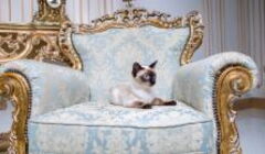 These Are Officially The 15 Most Adorable Breeds Of Kitten In The World