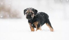 Here are 5 most affectionate dog breeds