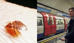 James Haskell spotted with new flame: Who is Sara McLean?