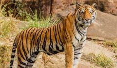 The sad story of Kenny, a tiger who 'shouldn't exist'