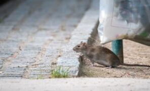 Discover The Cutest Donkeys In The World