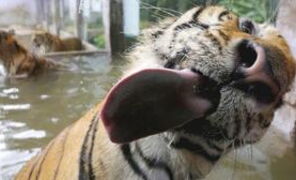 The sad story of Kenny, a tiger who 'shouldn't exist'