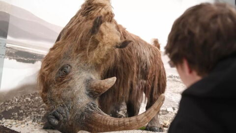 Scientists make unexpected discovery inside 14,000-year-old frozen puppy