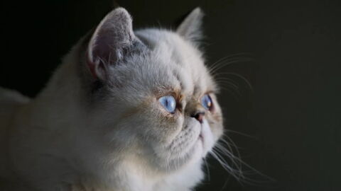 These are the 5 laziest cat breeds