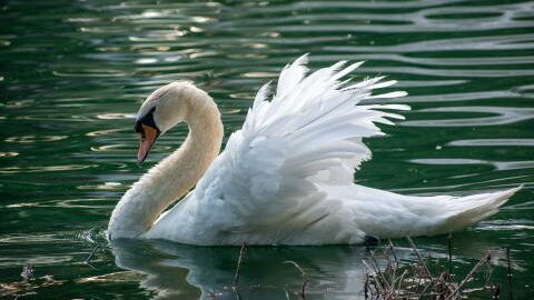 This swan died of a 'broken heart' after teenagers crushed her eggs to ...
