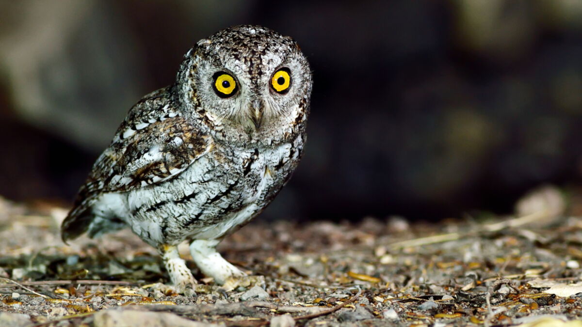 This Obese Owl Had To Lose Weight To Fly