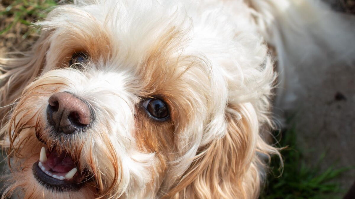 This little dog had to be rushed to a vet after scoffing an entire ...