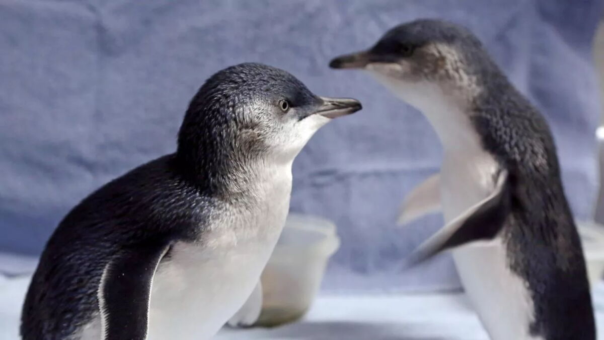 Little blue penguin: World’s smallest penguin at risk of extinction for ...