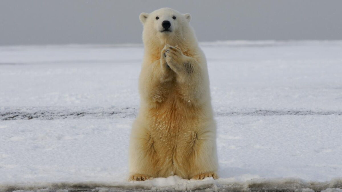 Rare bear species discovered in Greenland after centuries of isolation