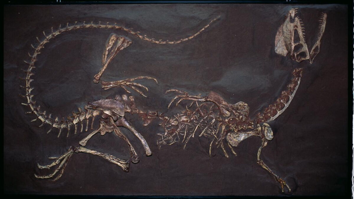 Researchers discover prehistoric fossils of a rare bear-dog hybrid