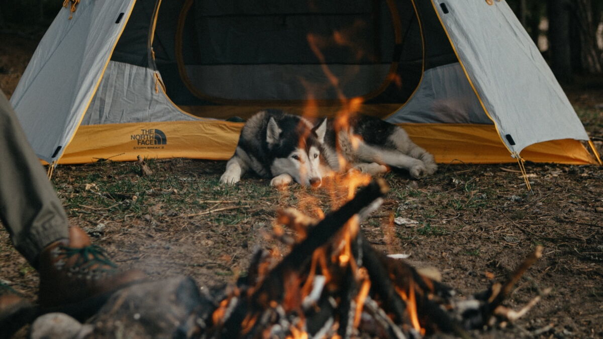 Seven dogs were found 'screaming in agony' after they were ‘doused in ...