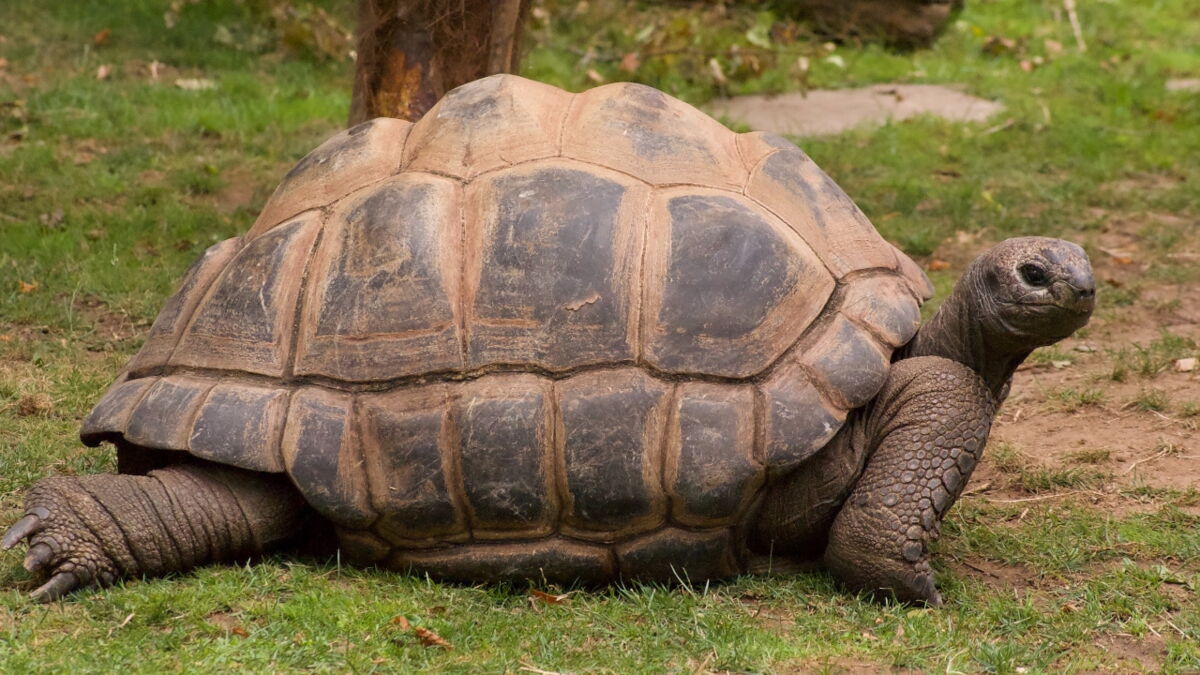 An escaped giant tortoise takes up the train tracks and brings traffic ...