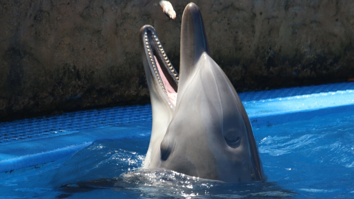 This wild dolphin keeps attacking swimmers and no one knows why