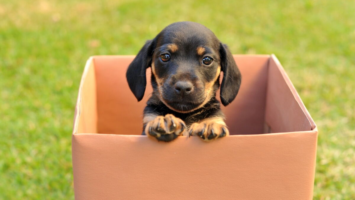 This heartbroken puppy refused to leave a cardboard box her owner ...