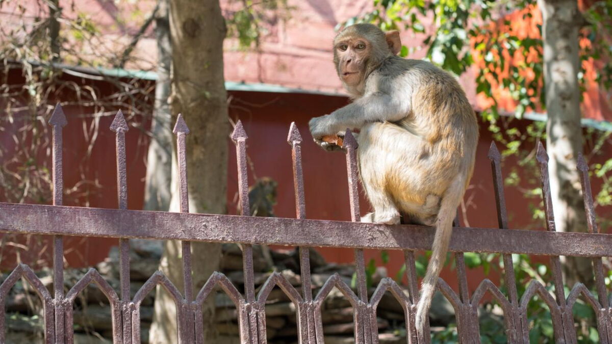 Monkey kills a man by flinging a brick from a house