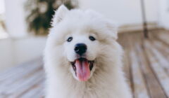 This dog was kidnapped, abandoned and lived like a stray, five years ...