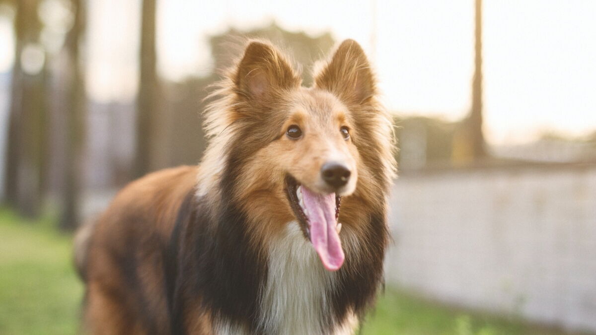 This starving, skeletal dog was close to death when it was discovered ...