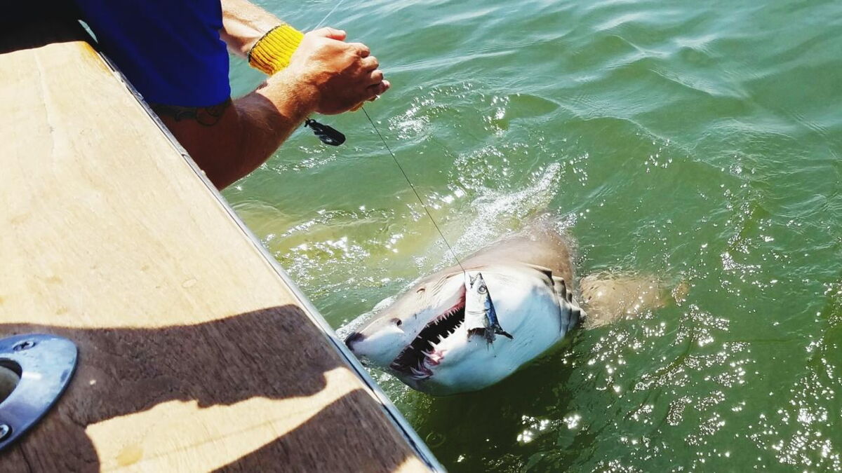 Man's fishing rod snaps in half after he caught a 'feisty' 7-ft shark
