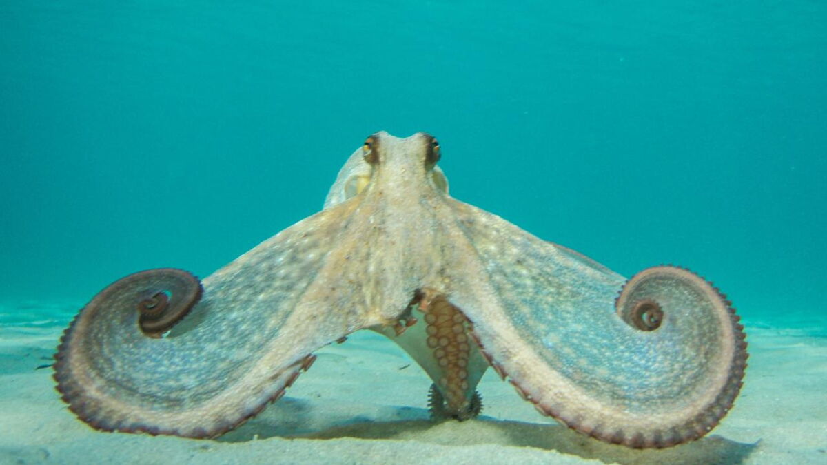 Strange octopus has been discovered and it looks like a popular Disney ...
