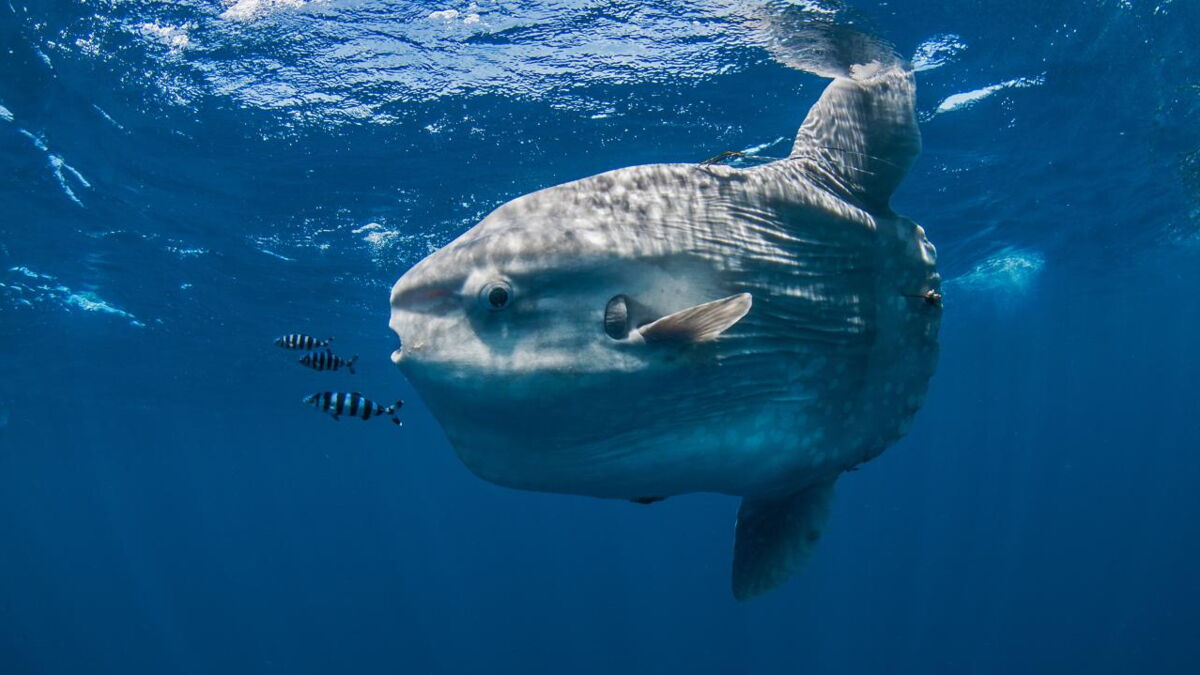 World's largest bony fish, weighing 3 tonnes and 3 metres, discovered ...