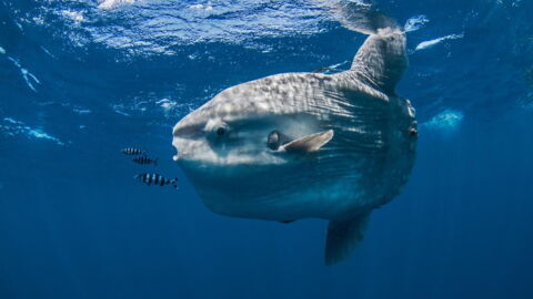 World's largest bony fish, weighing 3 tonnes and 3 metres, discovered by scientists