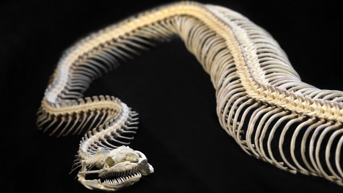Researchers find mysterious 47-million-year-old snake that holds a big ...