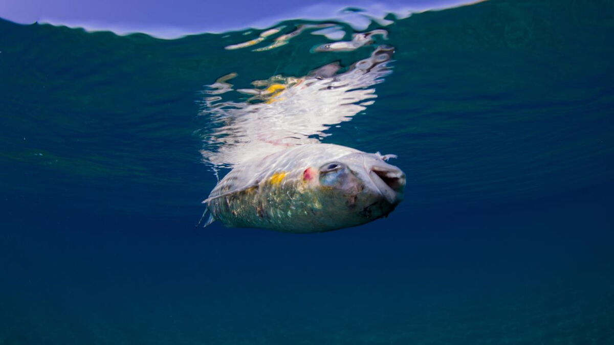 'Zombie fish' still swimming despite missing huge chunk of its body (VIDEO)