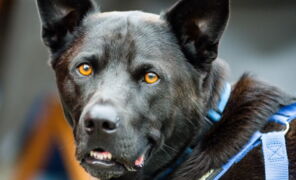 Researchers discover prehistoric fossils of a rare bear-dog hybrid