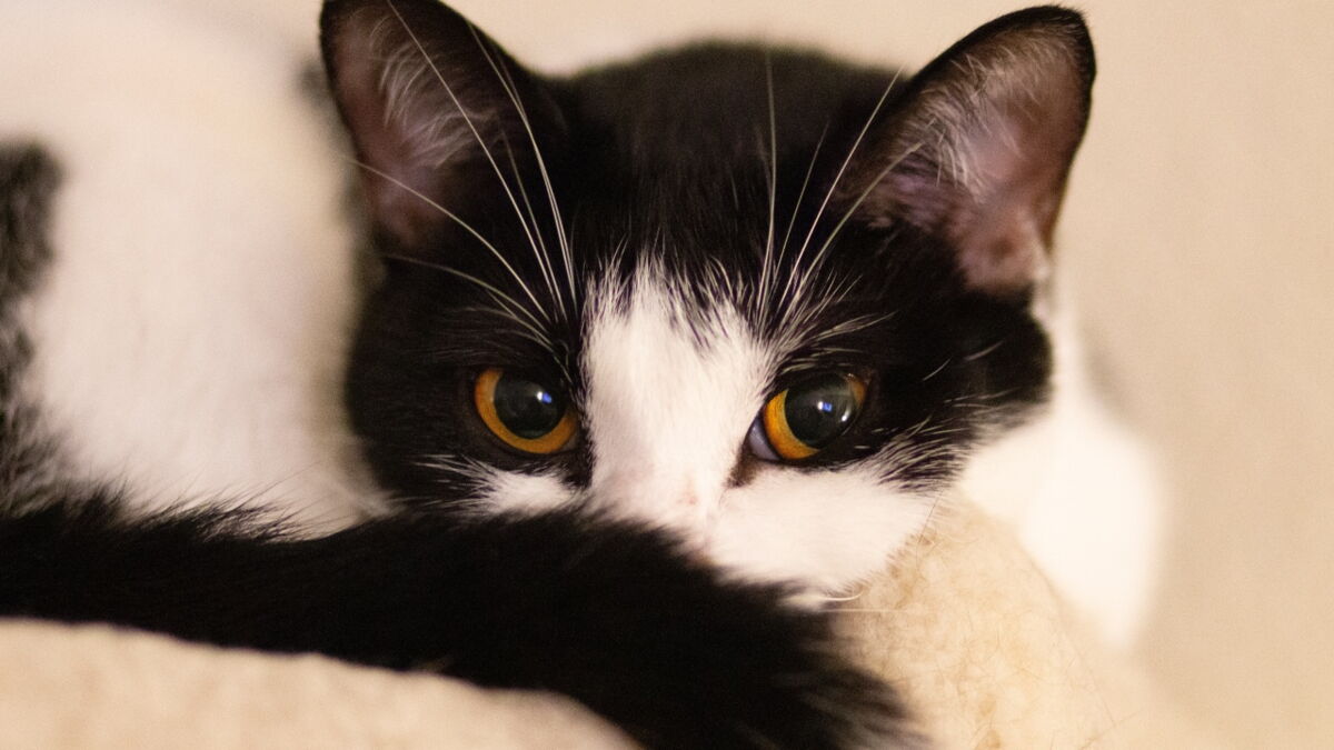 This 'burglar' cat left her owner 'mortified' after bringing her an ...