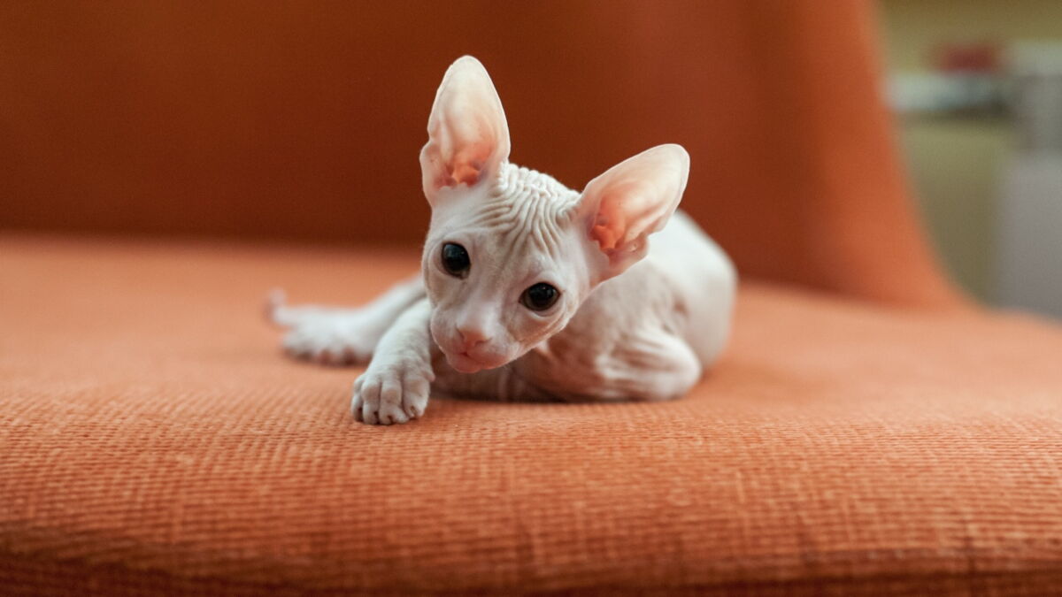 These are the top 4 hairless cat breeds