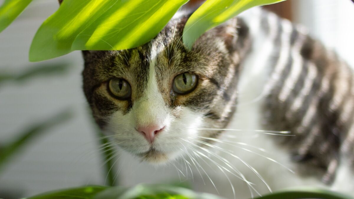These houseplants that you likely have in your home are toxic to cats These houseplants that you likely have in your home are toxic to cats