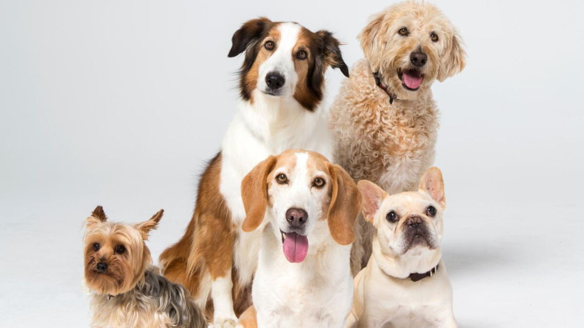 Here are 5 most affectionate dog breeds