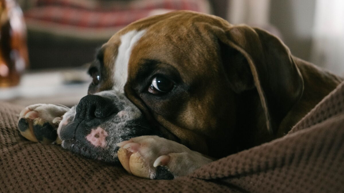 This neglected puppy with no fur was dumped in the blistering cold ...