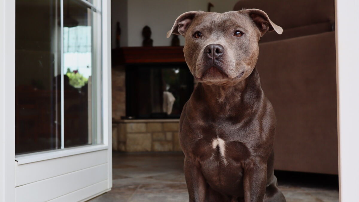 This 22-year-old dog was expected to die in a shelter, but then an ...