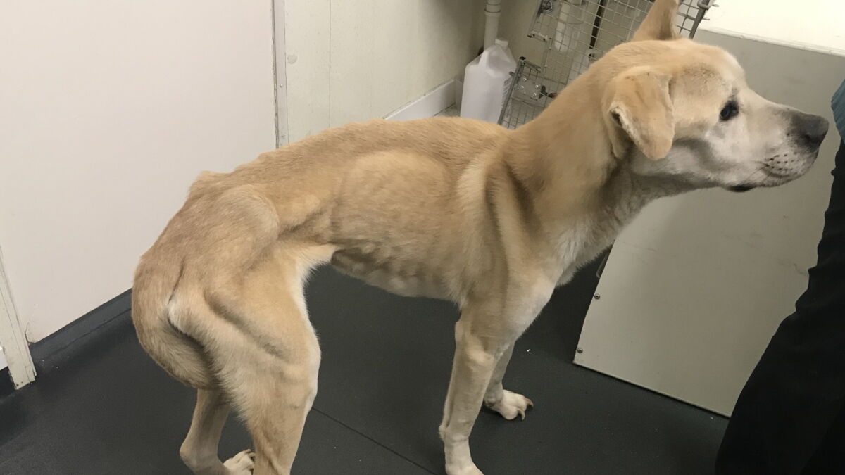 A starving dog ‘with every bone visible’ was locked up in the filth by ...