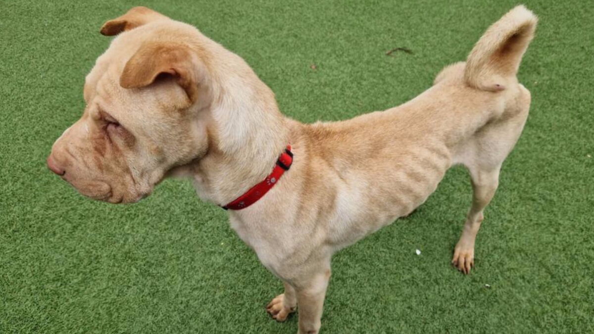 Shelter’s plea over a ‘very timid’ dog that was nearly starved by its ...