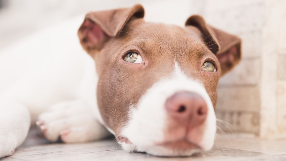 Shelter's staff 'in tears' over a neglected puppy who lost an ear in a ...