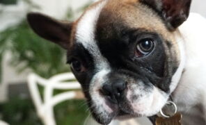 An abandoned dog with a heartbreaking note was found wandering the streets